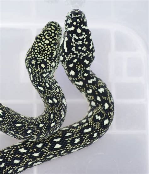 Diamond Python Jenbert Pythons