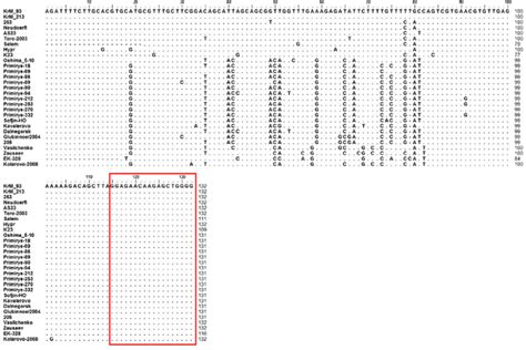 Nucleotide Sequence Alignment Of The 5 0 Noncoding Region Ncr Of 29 Download Scientific
