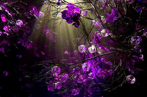 Violet Pc Wallpapers Top Free Violet Pc Backgrounds Wallpaperaccess