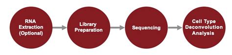 Bulk RNA Seq With Cell Type Deconvolution Singulomics Corporation
