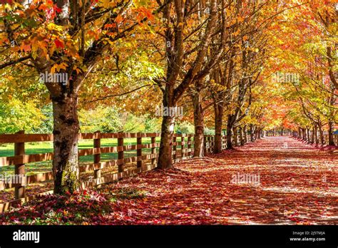 Treelined Driveway Hi Res Stock Photography And Images Alamy