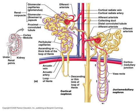 Cortical Radiate Artery