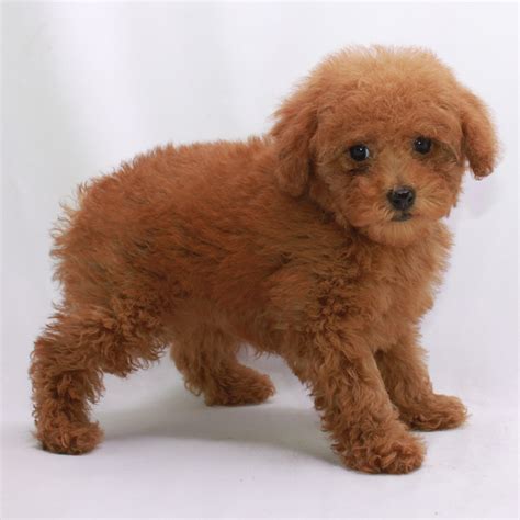 Red Poodles And Red Poodle Puppies At Scarlets Fancy Poodles