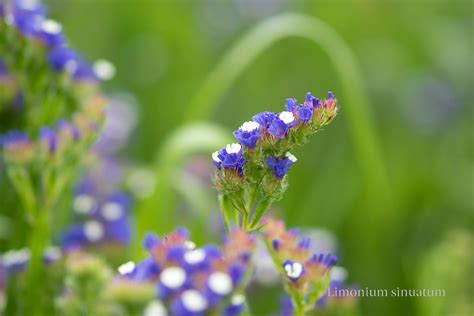 Limonium sinuatum | 100 Flowers - 69/100 Another one from th… | Flickr