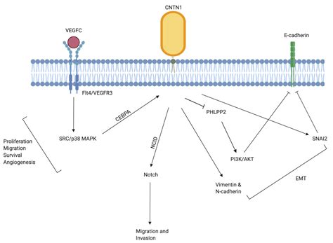 Contactin 1 An Important And Emerging Oncogenic Protein Promoting