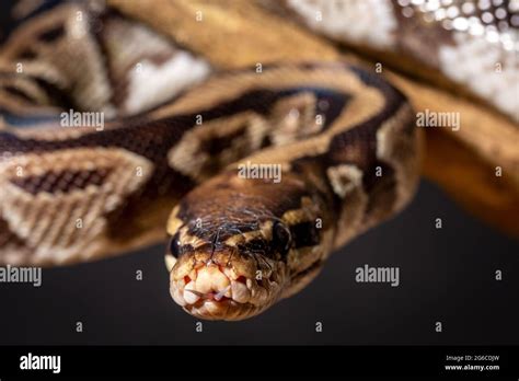 Royal Python Python Regius Studio Photography Stock Photo Alamy