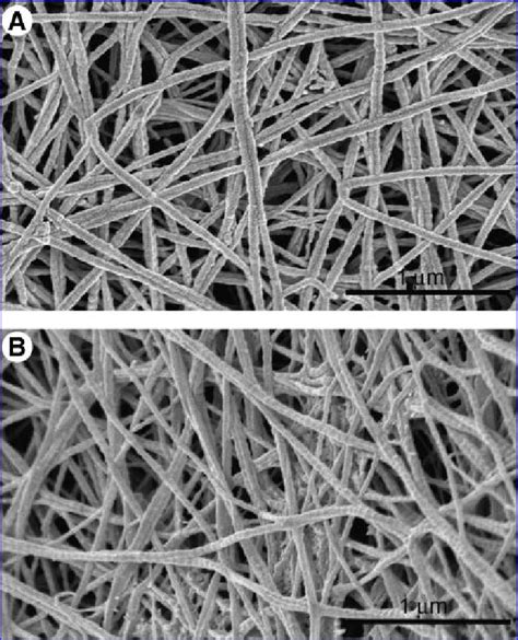 Scanning Electron Micrographs Sems Of Acellular Compressed Collagen