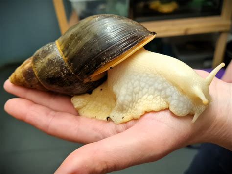 Giant African Land Snails Plantasia Tropical Zoo