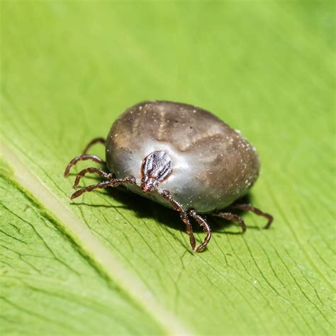 Tick