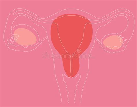 Female Reproductive System Female Reproductive Organs Stock Vector