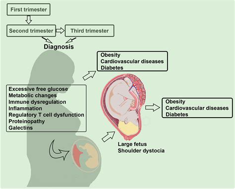 Frontiers Immunobiology Of Gestational Diabetes Mellitus In Post