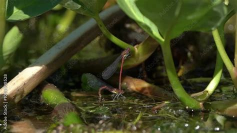 Large Red Damselflies Mating And Laying Eggs Underwater Which Is Part