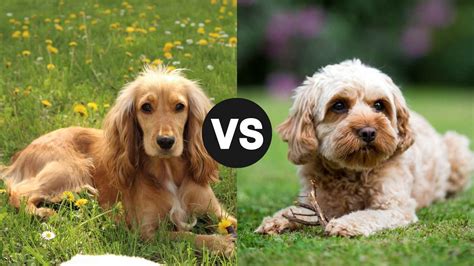 Cocker Spaniel Vs Cockapoo A Detailed Comparison Vegan