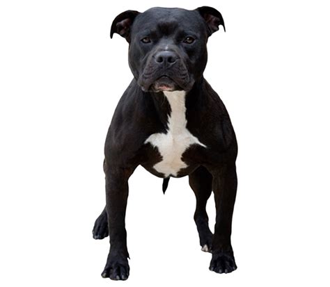 Der American Pit Bull Terrier im Rasseportrait | HUNTER Magazin