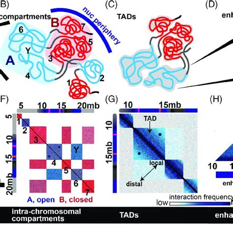 Higher Order Chromatin Organization And Functional Nuclear