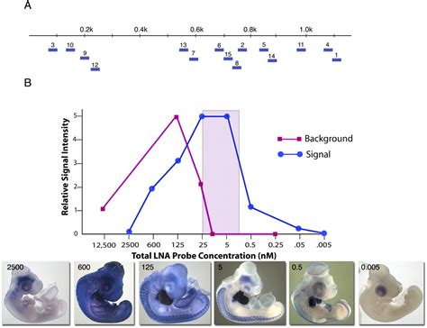 Whole Mount In Situ Hybridization Detection Of Mrnas Using Short Lna