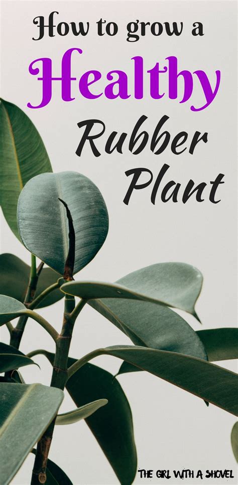 Rubber Plant Care Indoor Rubber Tree How To Keep My Houseplants Alive