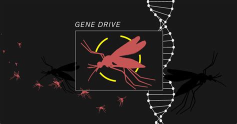 Gmo Mosquitoes How Crispr And Gene Drives Could Help End Malaria Vox