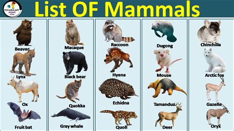 Mammals Examples