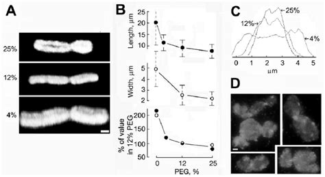 Influence Of The Concentration Of Crowding Agent On Chromosome Download Scientific Diagram