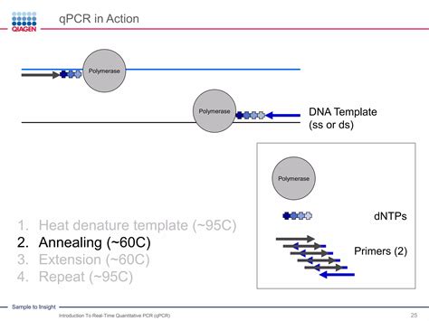 Introduction To Real Time Quantitative Pcr Qpcr Download The Slides Pdf