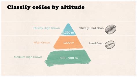 Coffee Bean Density Everything You Need To Know