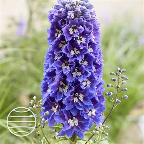 Delphinium Pixie Rocket® Sky Rocket Walter Blom Plants B V