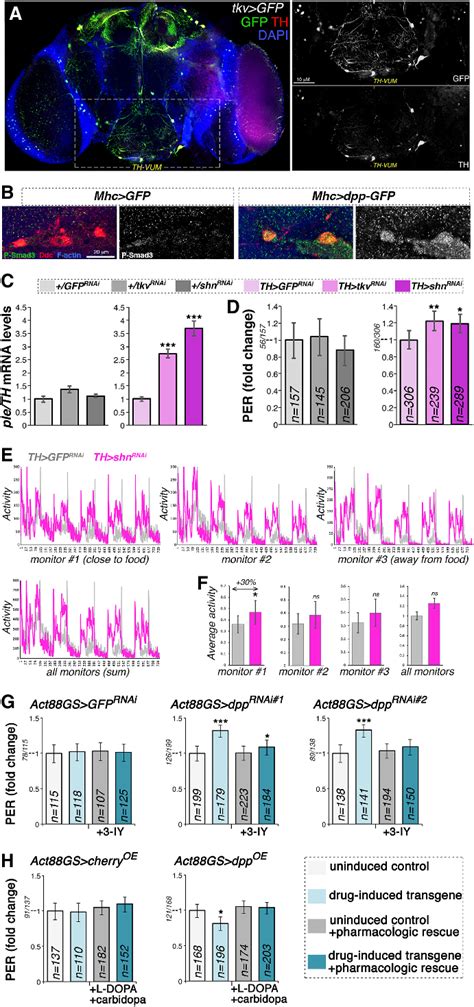 Cell Autonomous Modulation Of Dpp Receptor Signaling In Dopaminergic Download Scientific
