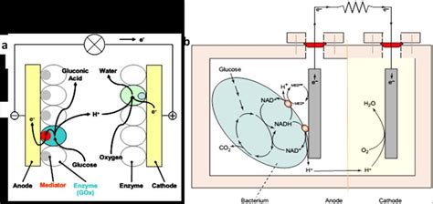 2 A Schematic Of A Glucose Oxygen Bfc Glucose Oxidation At The