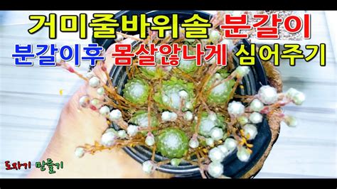 다육이 바위솔 분갈이succulent Plant Youtube