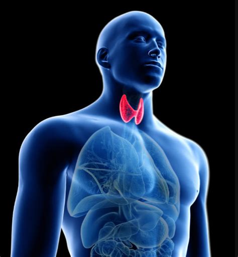 Understanding The Importance Of The Tsh Thyroid Stimulating Hormone Test The News God