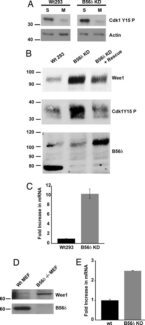 Control Of Mitotic Exit By Pp2a Regulation Of Cdc25c And Cdk1 Pnas