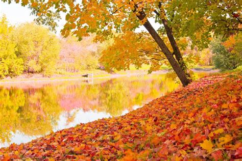 Autumn Landscape Stock Image Image Of Bush Leaf Maple 16270213