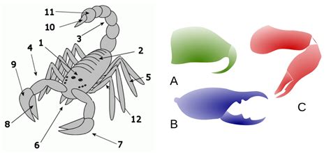 Subphylum Chelicerata Examples