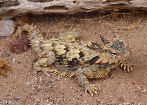 Gulf Coast Horned Lizard Phrynosoma