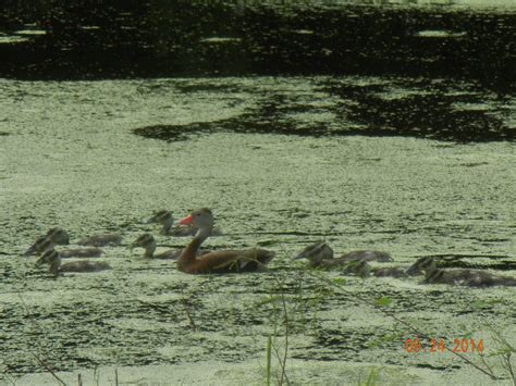 Gallery Hardee County Property Appraiser Gallery Hardee County Property Appraiser