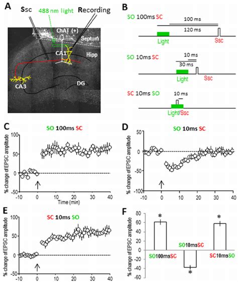 Optogenetically Activated Cholinergic Inputs Induce Similar