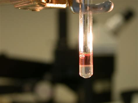 Forensic Biology Flashcards Quizlet