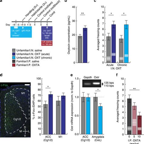 Chemogenetic Activation Of Oxytocinergic Neurons Enhances Socially Download Scientific Diagram