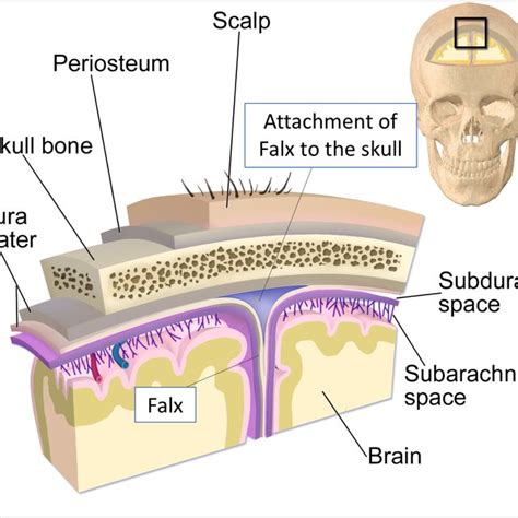 Midline Structures Of Brain Highlighted In Red Rectangular Box 18