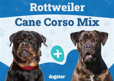 Rotticorso Cane Corso Rottweiler Mix Info Pictures And Care Guide