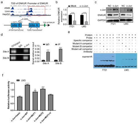 C Jun Inhibits Enkur By Binding To Its Promoter Region A The