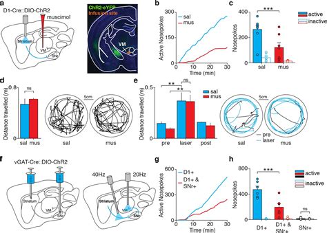 Figures And Data In Motor Thalamus Supports Striatum Driven Reinforcement ELife