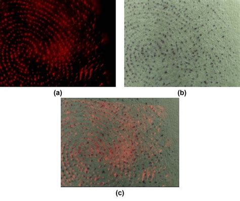 Sweat Pore Matching On A Fluorescence Fingerprint Image And A Latent Download Scientific