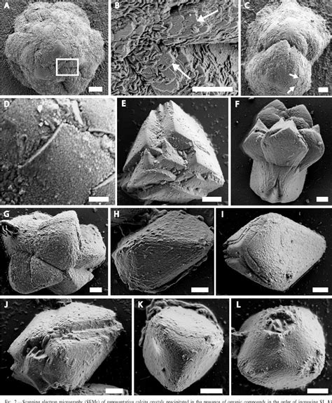 Figure 1 From Microbial Kinetic Controls On Calcite Morphology In