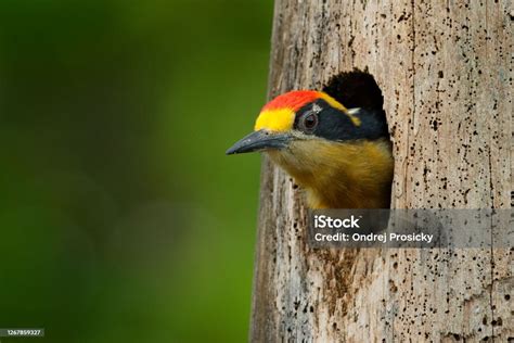 나무 둥지 구멍에 새 세부 인물 황금 낮잠을 자는 딱따구리 멜라네르페스 크리사우헨 자연 서식지 코르코바도 코스타리카에 둥지 구멍 검은 색과 붉은 새와 나무 주름에 앉아 힐라