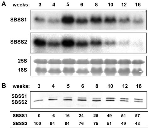 Developmental Regulation Of Sucrose Synthase Expression In Sugarbeet