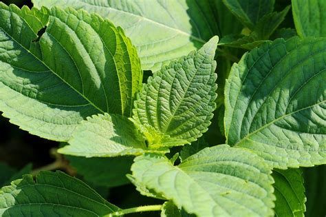 깻잎 Perilla Leaf 반찬 Pixabay의 무료 사진 Pixabay