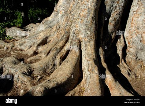 Banyan Tree Trunk Roots Close Up Stock Photo Alamy
