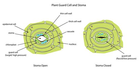 Stoma Open And Closed — Science Learning Hub